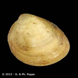 Shell Encyclopedia - Conchological MegaDatabase Iconographic Overview ...