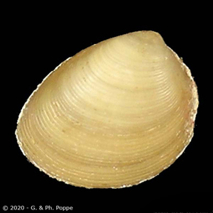 NUCULIDAE | Shells Group By Species | Conchology