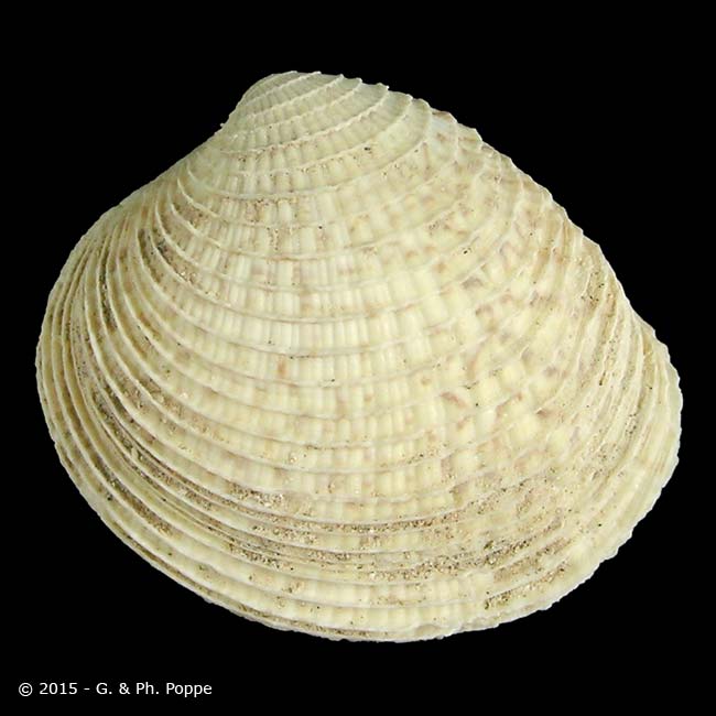 Shell Encyclopedia - Worms Details | Conchology | Conchology