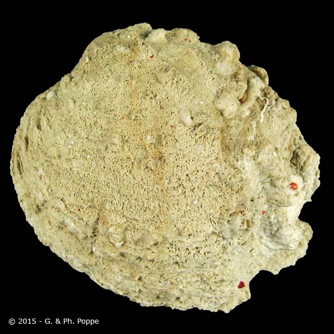 Shell Encyclopedia - Worms Details | Conchology | Conchology