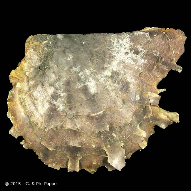 Shell Encyclopedia - Conchological MegaDatabase Iconographic Overview ...