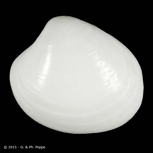 Shell Encyclopedia - Worms Details | Conchology | Conchology