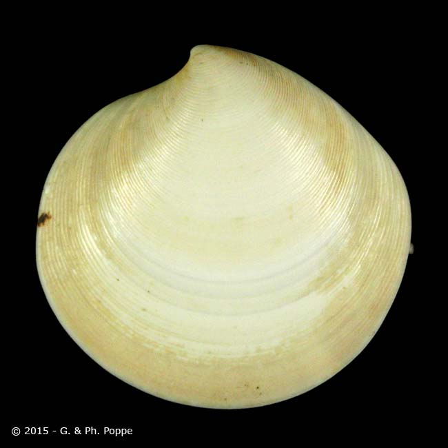 Shell Encyclopedia - Worms Details | Conchology | Conchology