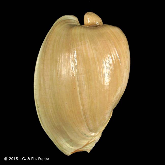 Shell Encyclopedia - Worms Details | Conchology | Conchology