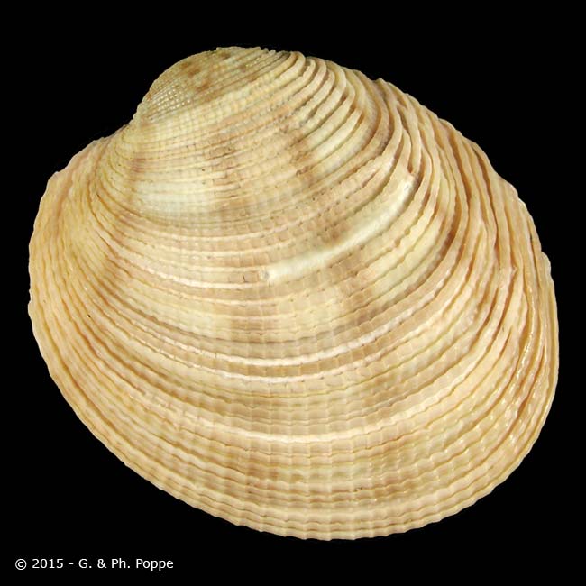 Shell Encyclopedia - Worms Details | Conchology | Conchology