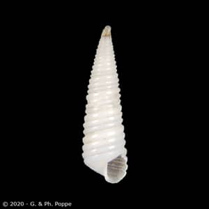 Featured Shells For Sale | Conchology