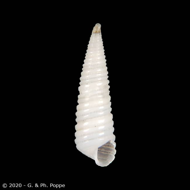 Featured Shells For Sale | Conchology