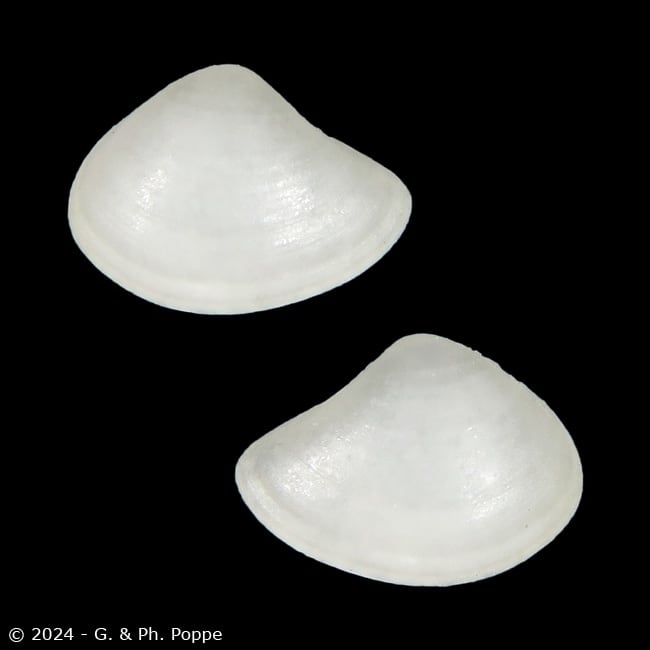 Featured Shells For Sale | Conchology