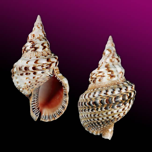 Conchology, Inc. - Auction Catalogue