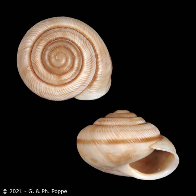 Rare for Sale | Conchology