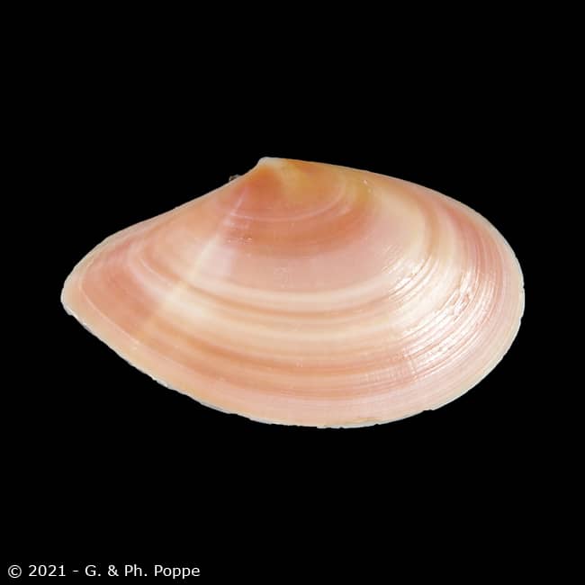 Featured Shells For Sale | Conchology