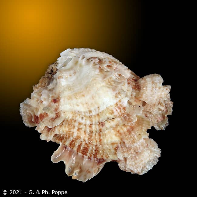 Conchology, Inc. - Auction Catalogue