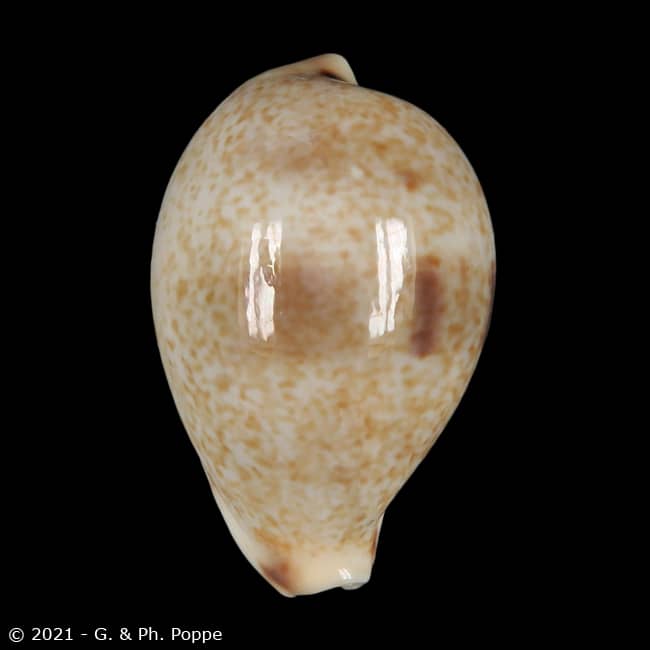Featured Shells For Sale | Conchology