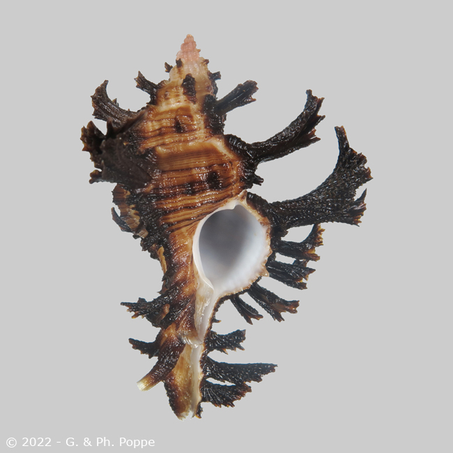 Featured Shells For Sale | Conchology