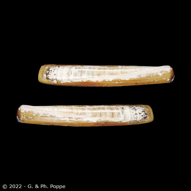 Featured Shells For Sale | Conchology