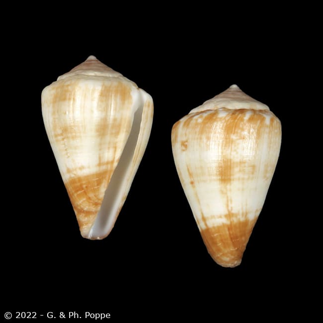 Featured Shells For Sale | Conchology