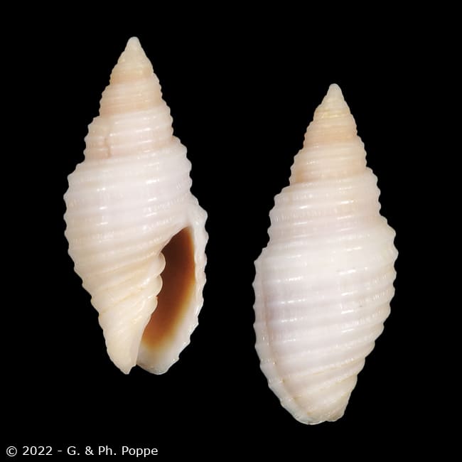 Shell Encyclopedia - Conchological MegaDatabase Iconographic Overview on Mollusks ...