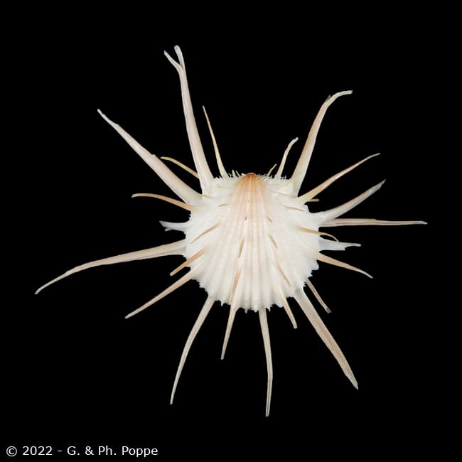 Shells For Sale Shown by Species: SPONDYLIDAE, Spondylus imperialis for ...