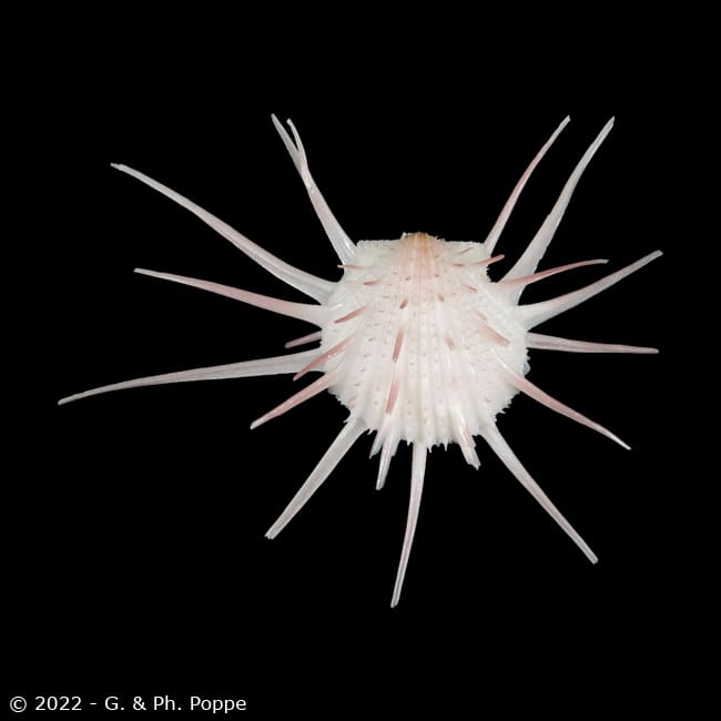 Shells For Sale Shown by Species: SPONDYLIDAE, Spondylus imperialis ...