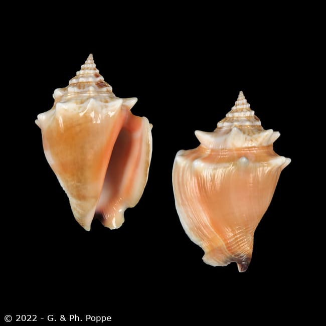Featured Shells For Sale | Conchology