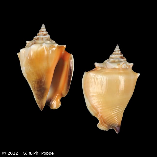 Featured Shells For Sale | Conchology