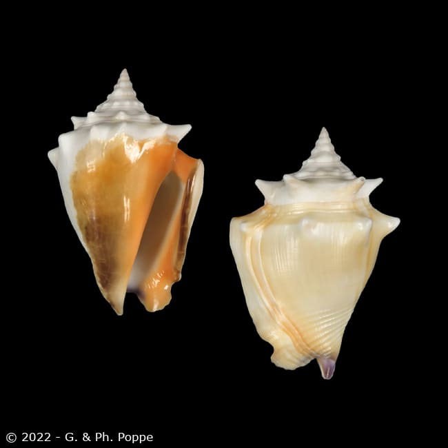 Featured Shells For Sale | Conchology