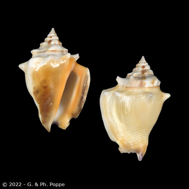 Featured Shells For Sale | Conchology