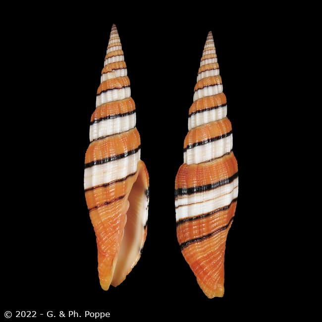 Featured Shells For Sale | Conchology