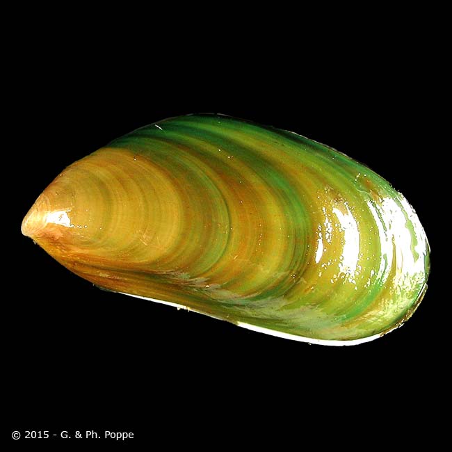 Shell Encyclopedia - Worms Details | Conchology | Conchology