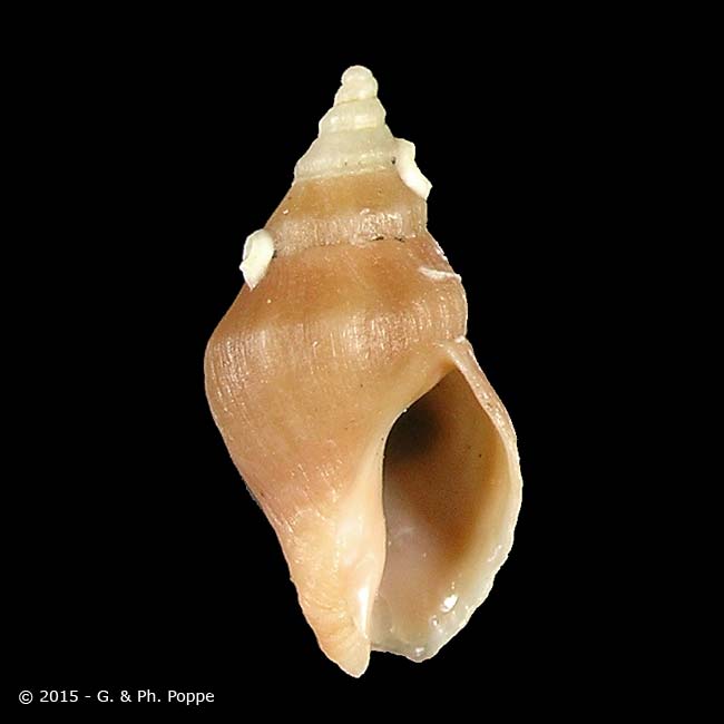 Shell Encyclopedia - Worms Details | Conchology | Conchology