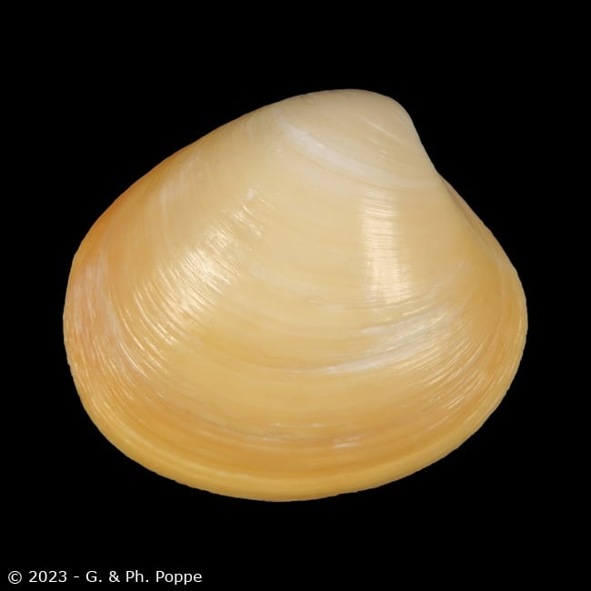 VENERIDAE, Pitar citrinus YELLOW for Sale | Conchology