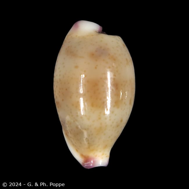 New Additions Shells For Sale | Conchology