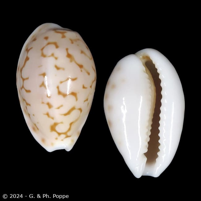 New Additions Shells For Sale | Conchology