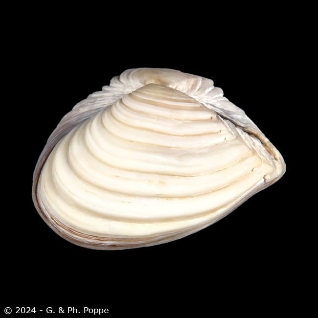 New Additions Shells For Sale | Conchology