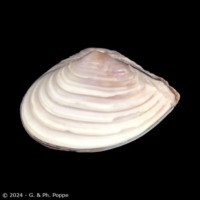 New Additions Shells For Sale | Conchology