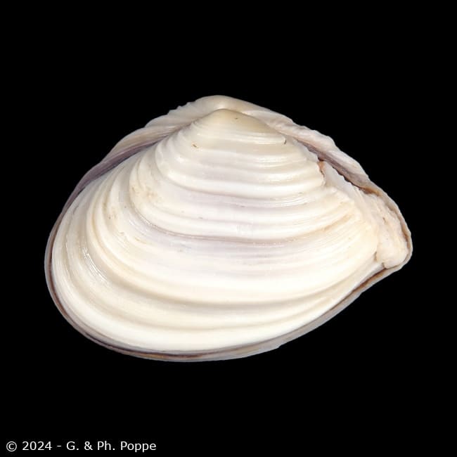 New Additions Shells For Sale | Conchology