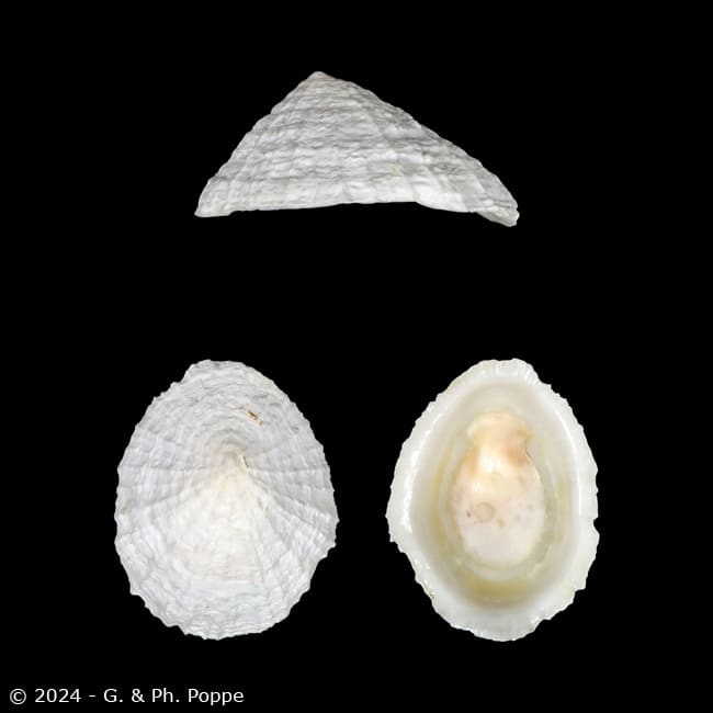 Shells For Sale Shown by Species: PATELLIDAE, Patella ulyssiponensis athletica GIANT for Sale