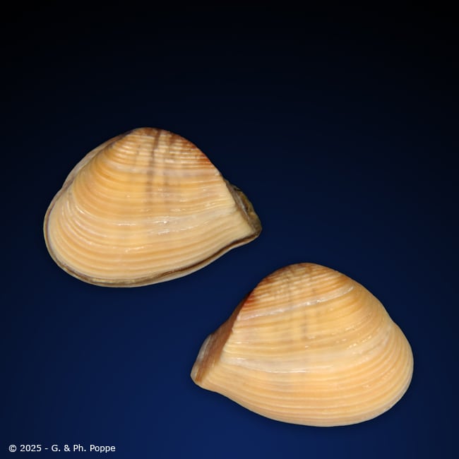 New Additions Shells For Sale | Conchology
