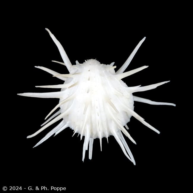 Shells For Sale Shown by Species: SPONDYLIDAE, Spondylus imperialis for ...