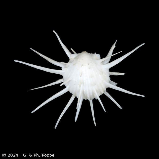 Shells For Sale Shown by Species: SPONDYLIDAE, Spondylus imperialis for ...