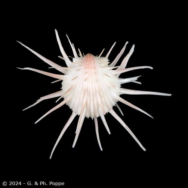 Shells For Sale Shown by Species: SPONDYLIDAE, Spondylus imperialis ...