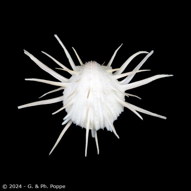 Shells For Sale Shown by Species: SPONDYLIDAE, Spondylus imperialis for ...