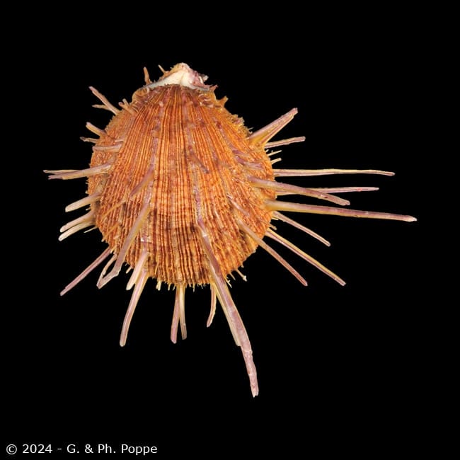 New Additions Shells For Sale | Conchology