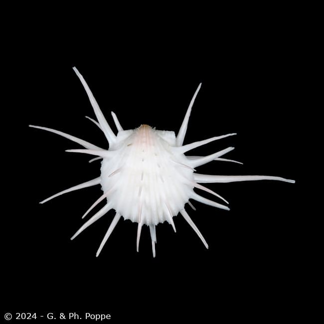 Shells For Sale Shown by Species: SPONDYLIDAE, Spondylus imperialis for ...