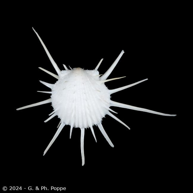 Shells For Sale Shown by Species: SPONDYLIDAE, Spondylus imperialis for ...