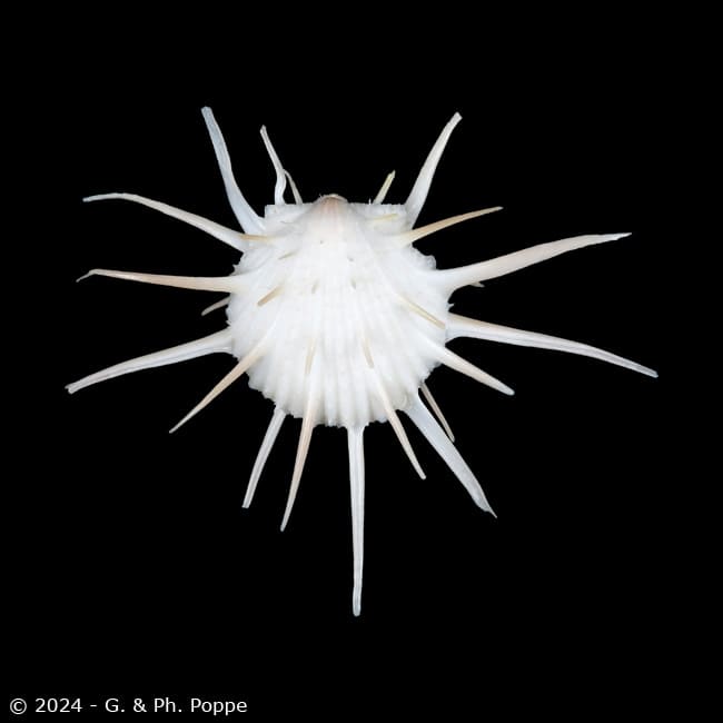 Shells For Sale Shown by Species: SPONDYLIDAE, Spondylus imperialis for ...