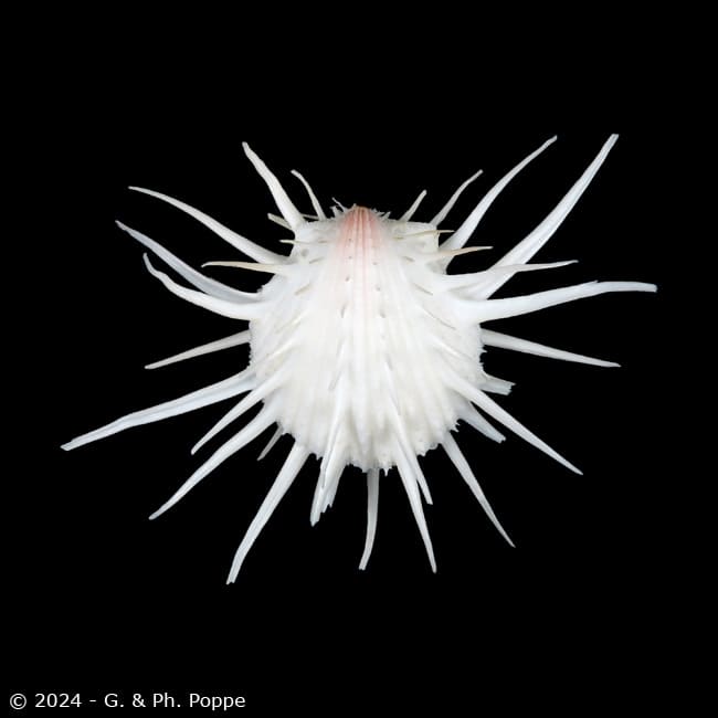 SPONDYLIDAE, Spondylus imperialis for Sale | Conchology