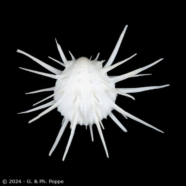 SPONDYLIDAE, Spondylus imperialis for Sale | Conchology