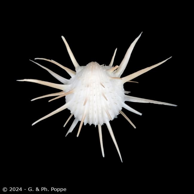 Shells For Sale Shown by Species: SPONDYLIDAE, Spondylus imperialis ...