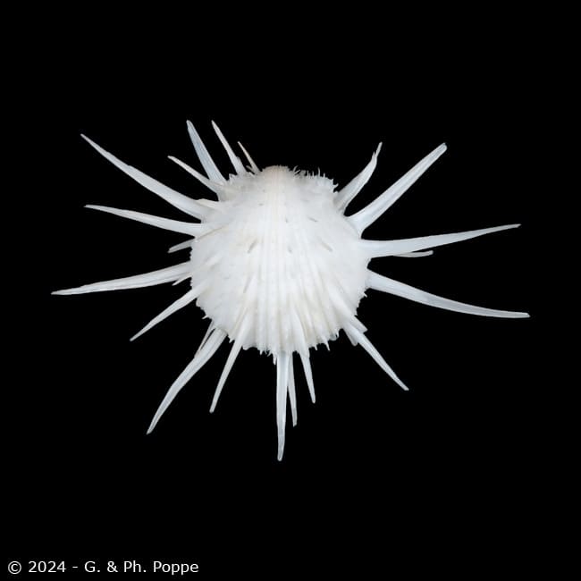 SPONDYLIDAE, Spondylus imperialis for Sale | Conchology